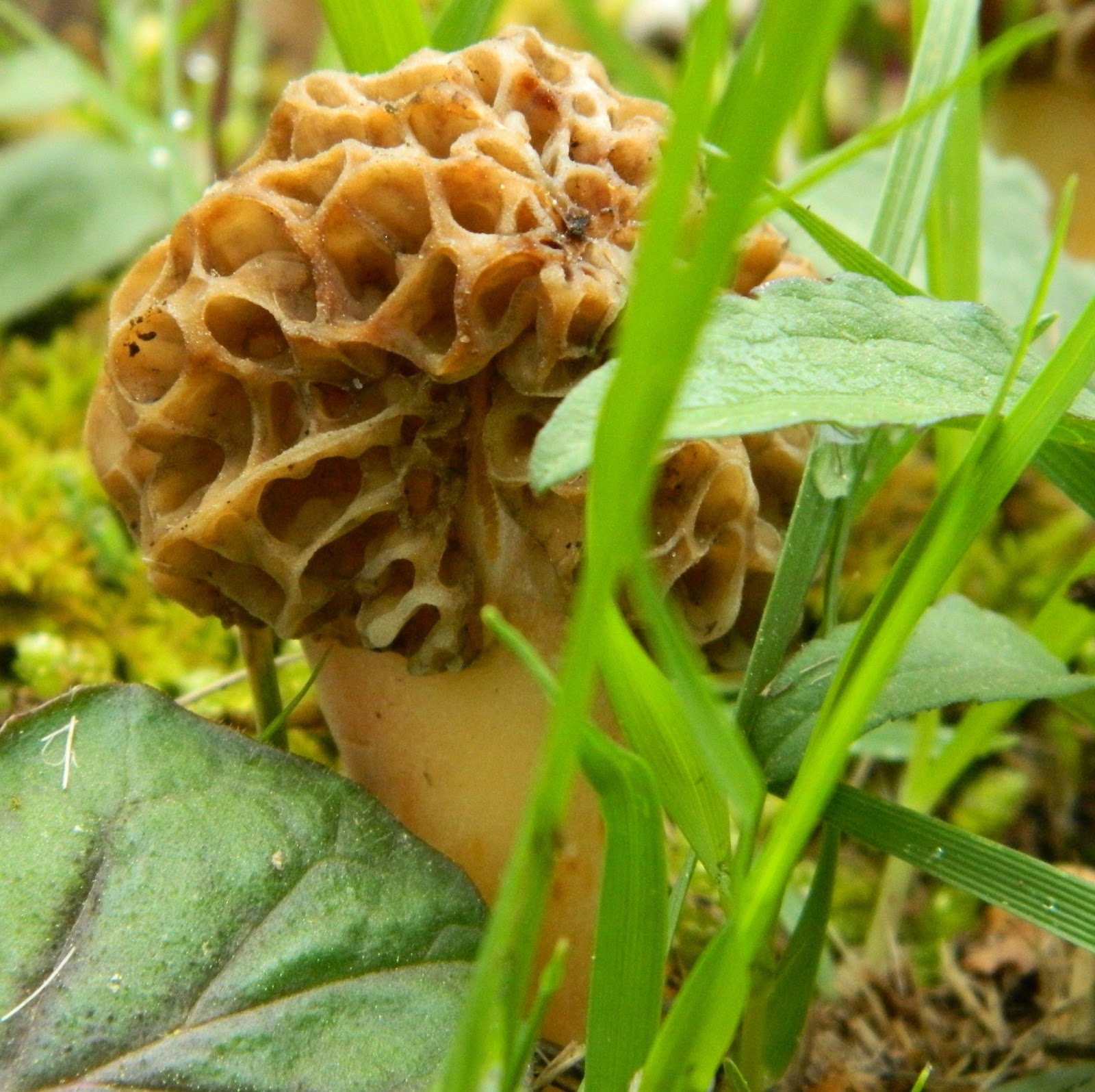 Lise's Log Cabin Life: The Hunt For Morels