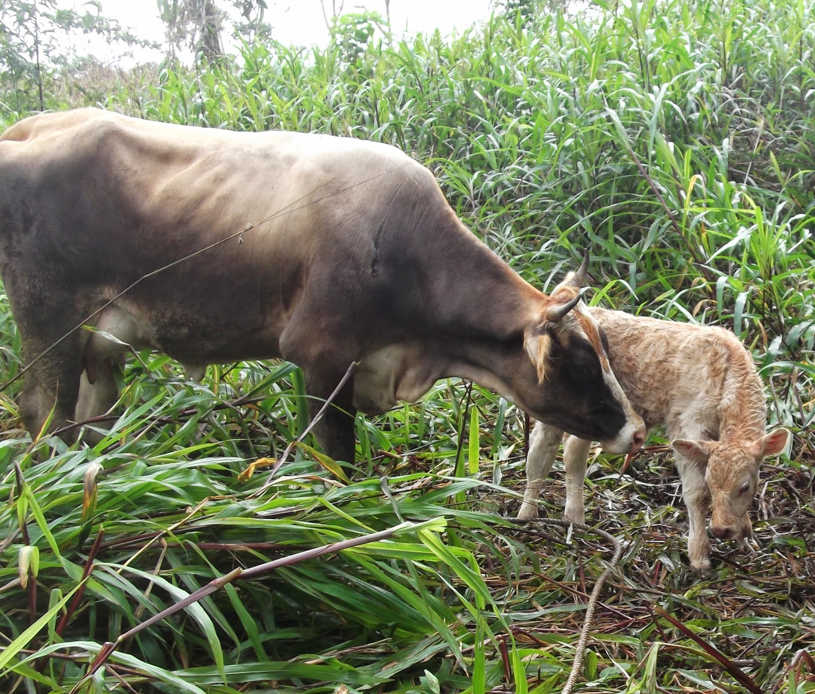 ANIMALES SILVESTRES: ANIMALES