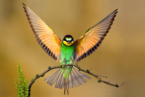 Most Beautiful Things in the World: Most Beautiful Bird in the World