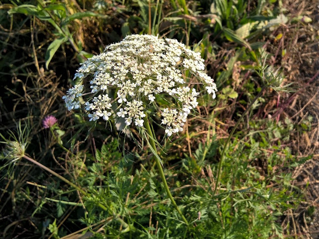 Come Coltivare le Carote (Daucus carota) nell'Orto. | Il Gusto Della Natura