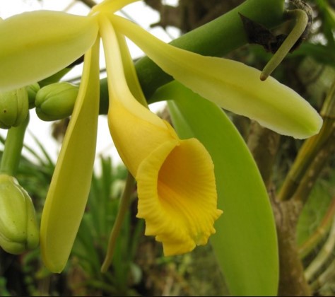 Mengenal Tanaman Vanili - GEMA PERTANIAN