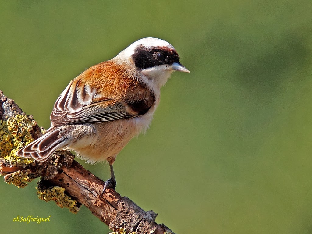 Miguel fotografia: Pájaro moscón europeo (Remiz pendulinus)
