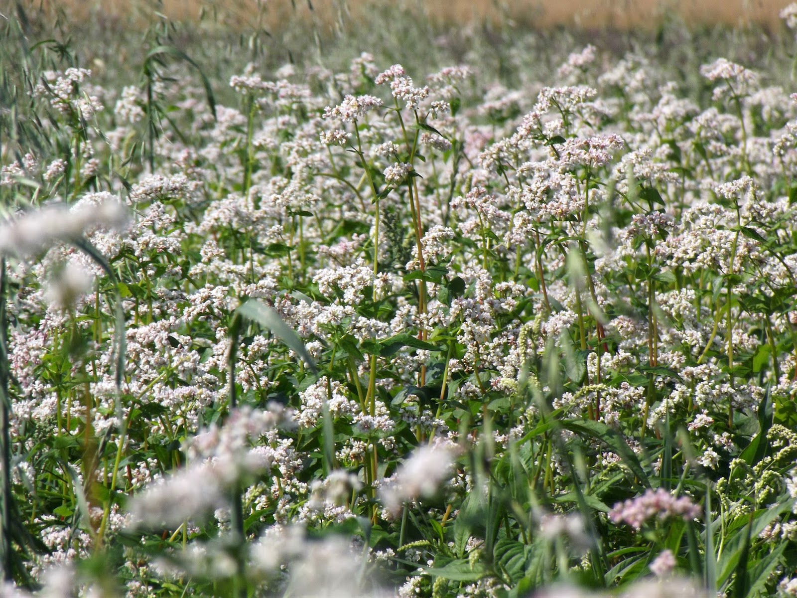Anthony's Garden: Tam, gdzie gryka, jak śnieg biała ...