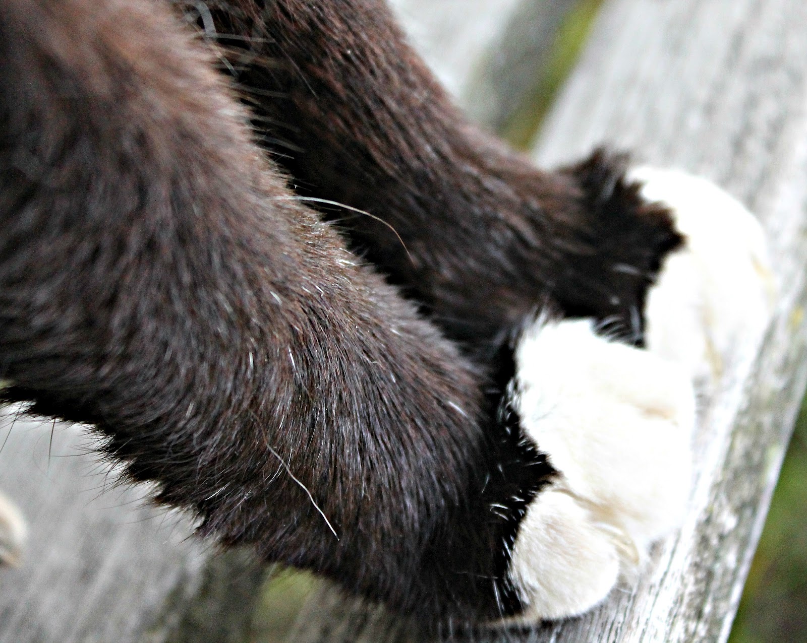 DelGal's Adventures In Photography: Macro Monday - Kitty Paws