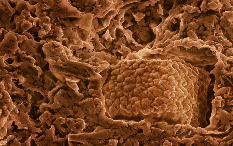 Classy Posts: Food Photography through the microscope