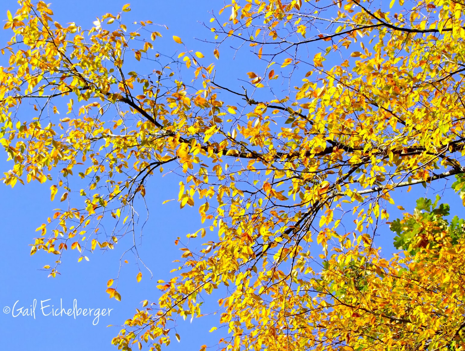 clay and limestone: Wildflower Wednesday: Winged Elm