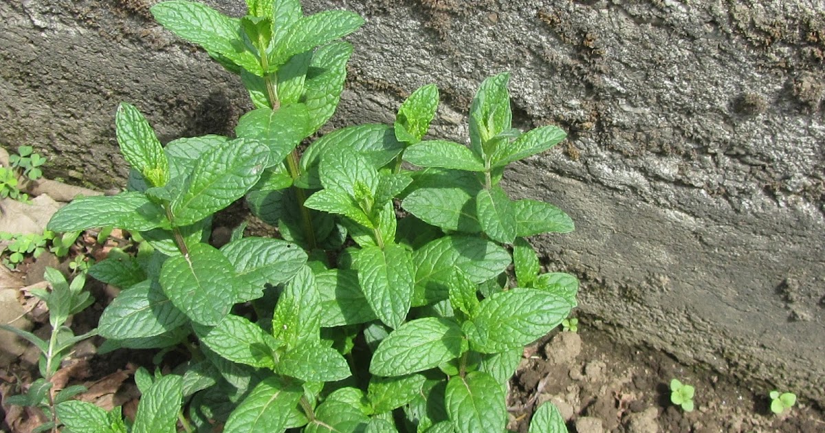 Qual è la Pianta della Menta? Come si Coltiva? | Il Gusto Della Natura