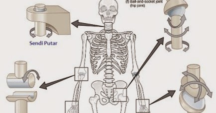 dayaeci12: jenis sendi