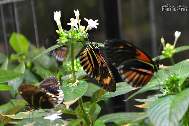 Butterfly Days: My Photos from the Magic Wings Butterfly Conservatory