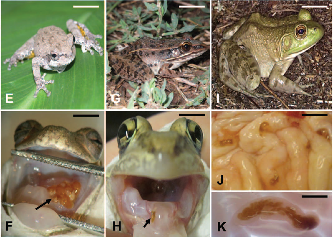 Parasite of the Day: Halipegus occidualis