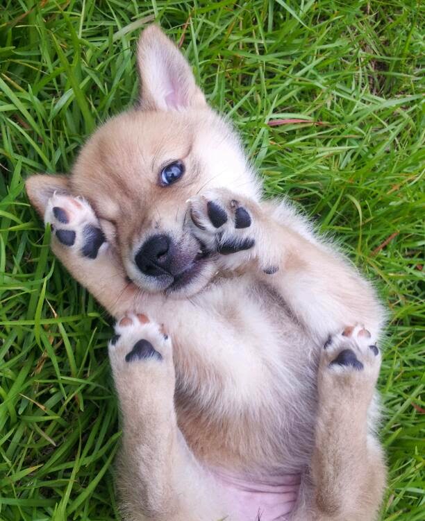 Cute dogs - part 25 (50 pics) | Amazing Creatures