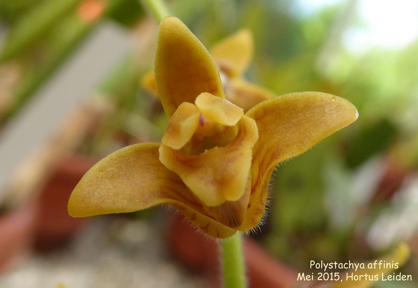 Polystachya affinis orchid plant care and culture | Travaldo's blog