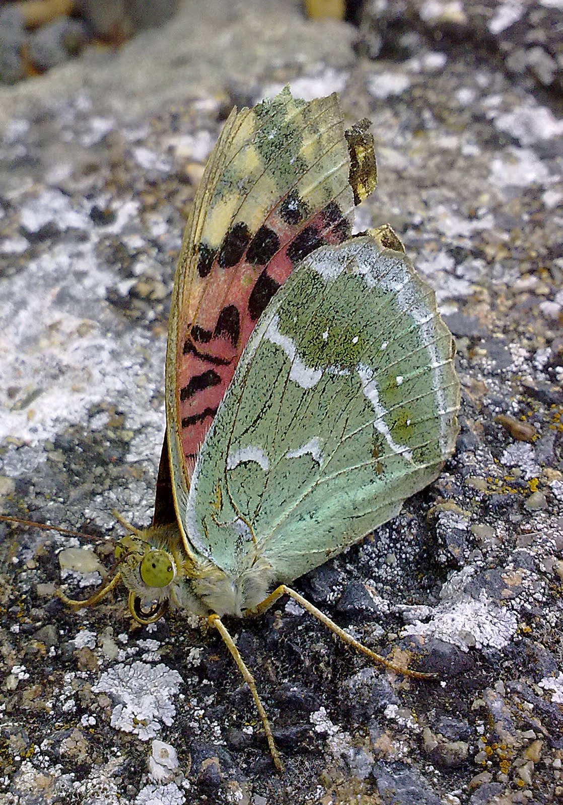 El Rinche de Berry : Macros