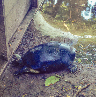 Zoology Jottings: Nelson Annandale and his eponymous turtle