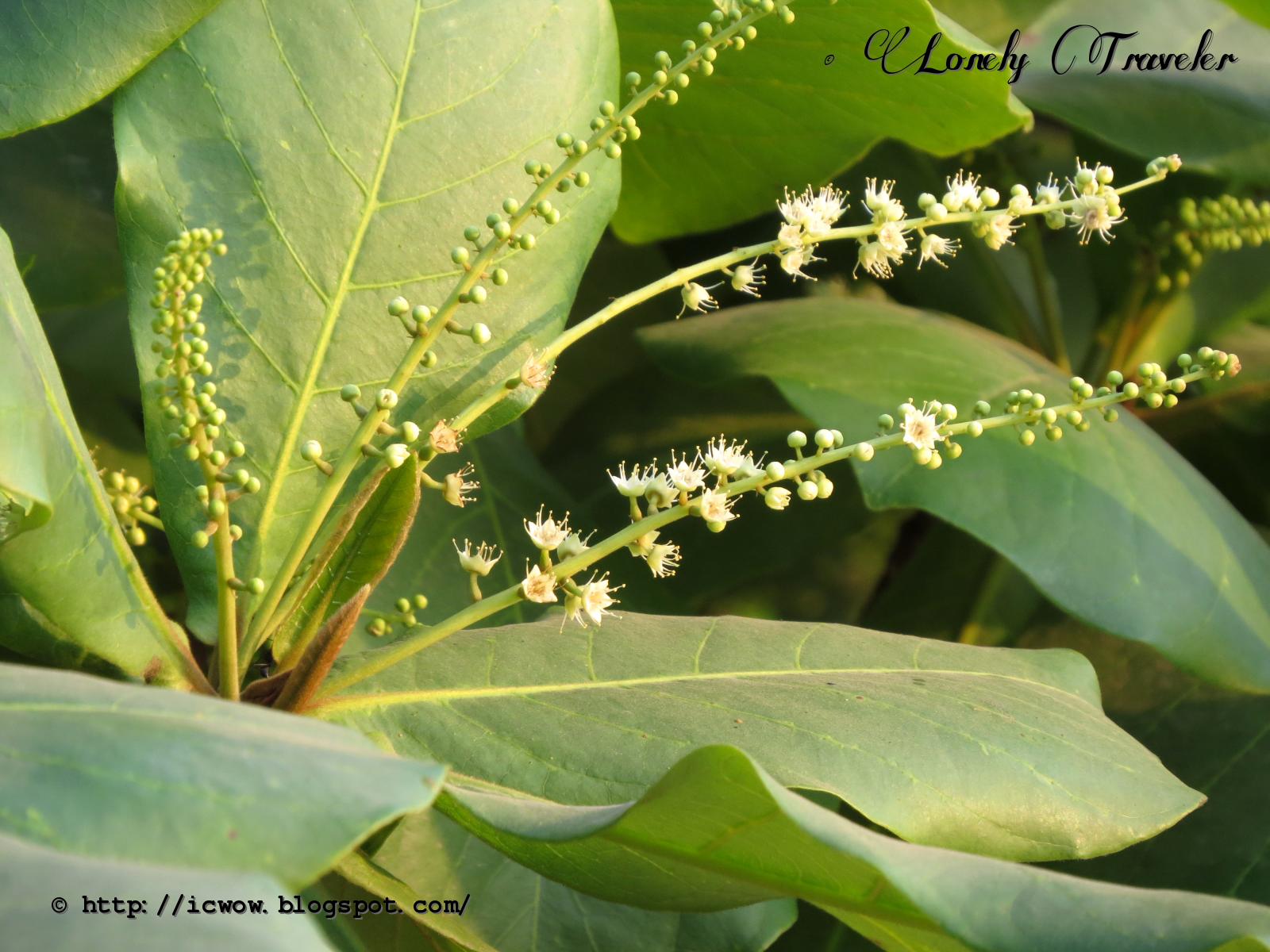 Kath Badam Ful (কাঠ বাদাম ফুল) - Terminalia catappa