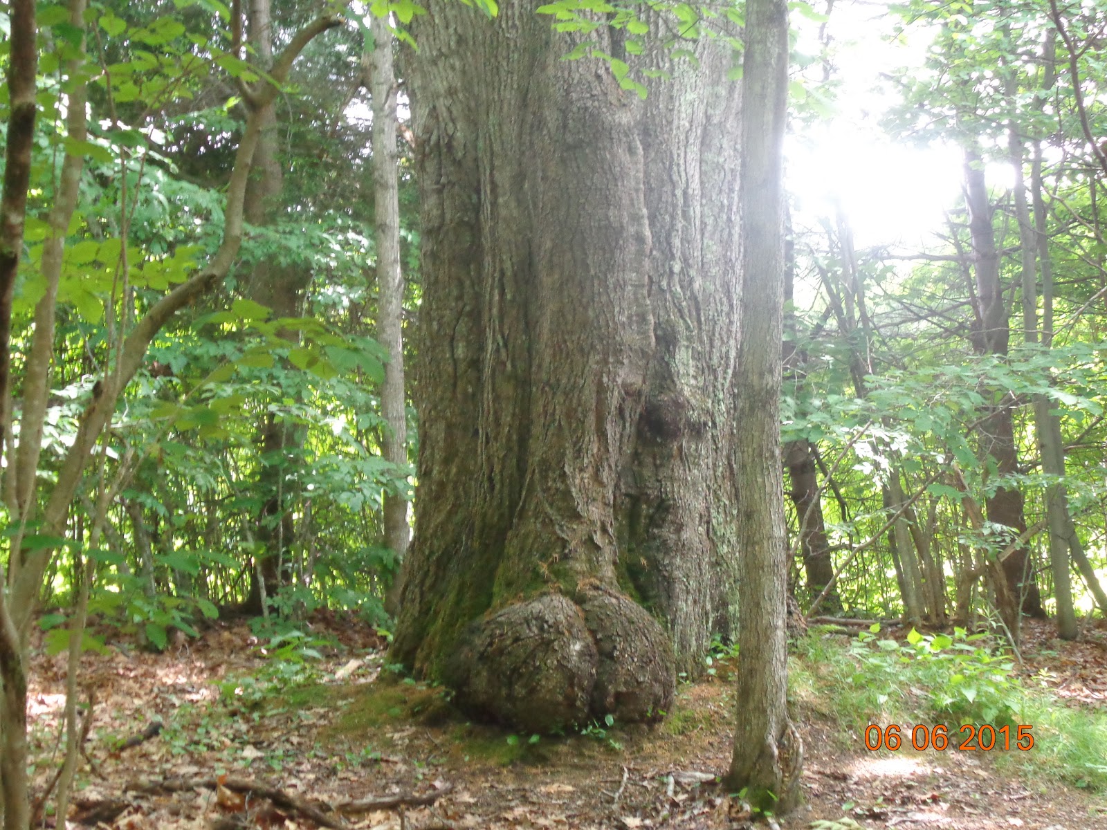 PENIS (Phallic) WORSHIP: TREES