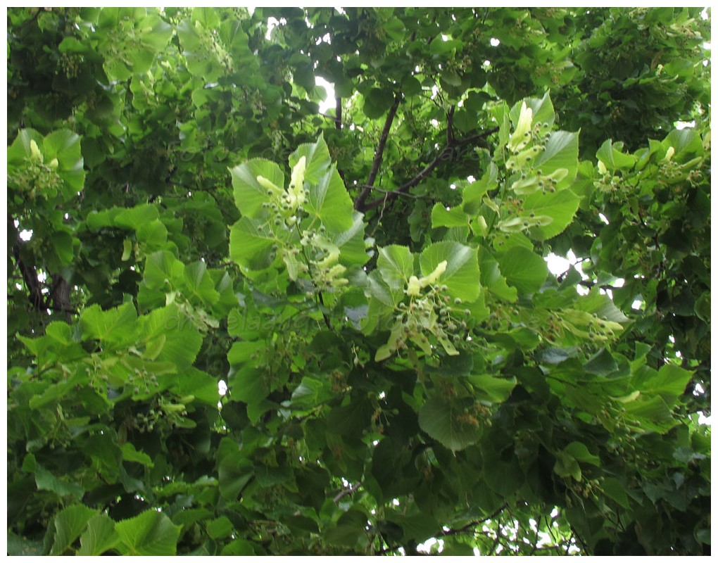 Flora medicinal, alimenticia y artesanal de la Ribera Navarra: Tilia ...