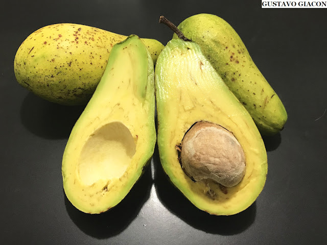 Viveiro Ciprest - Plantas Nativas e Exóticas: Abacate Manteiga ( Persea ...