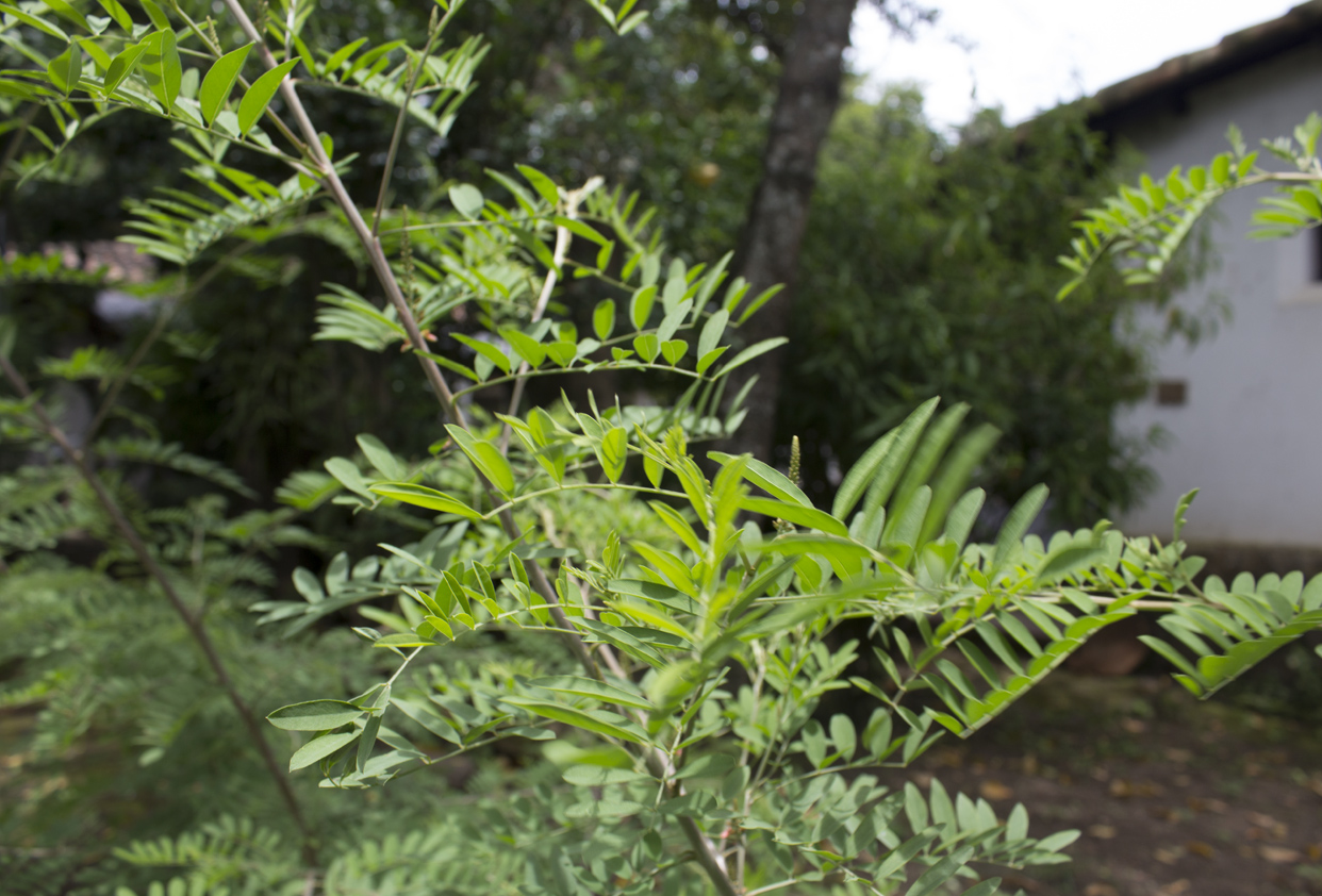Propiedades del Añil