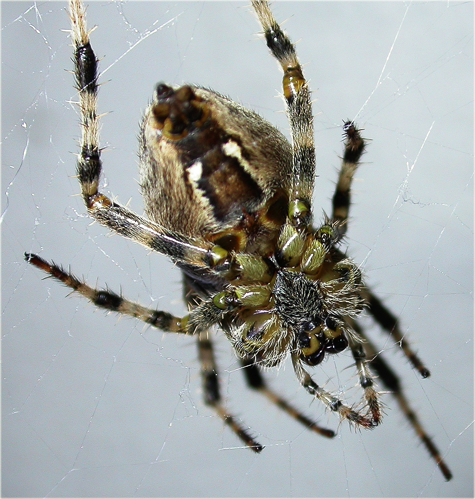 Arachnerds: Garden / Cross Spider - Araneus diadematus