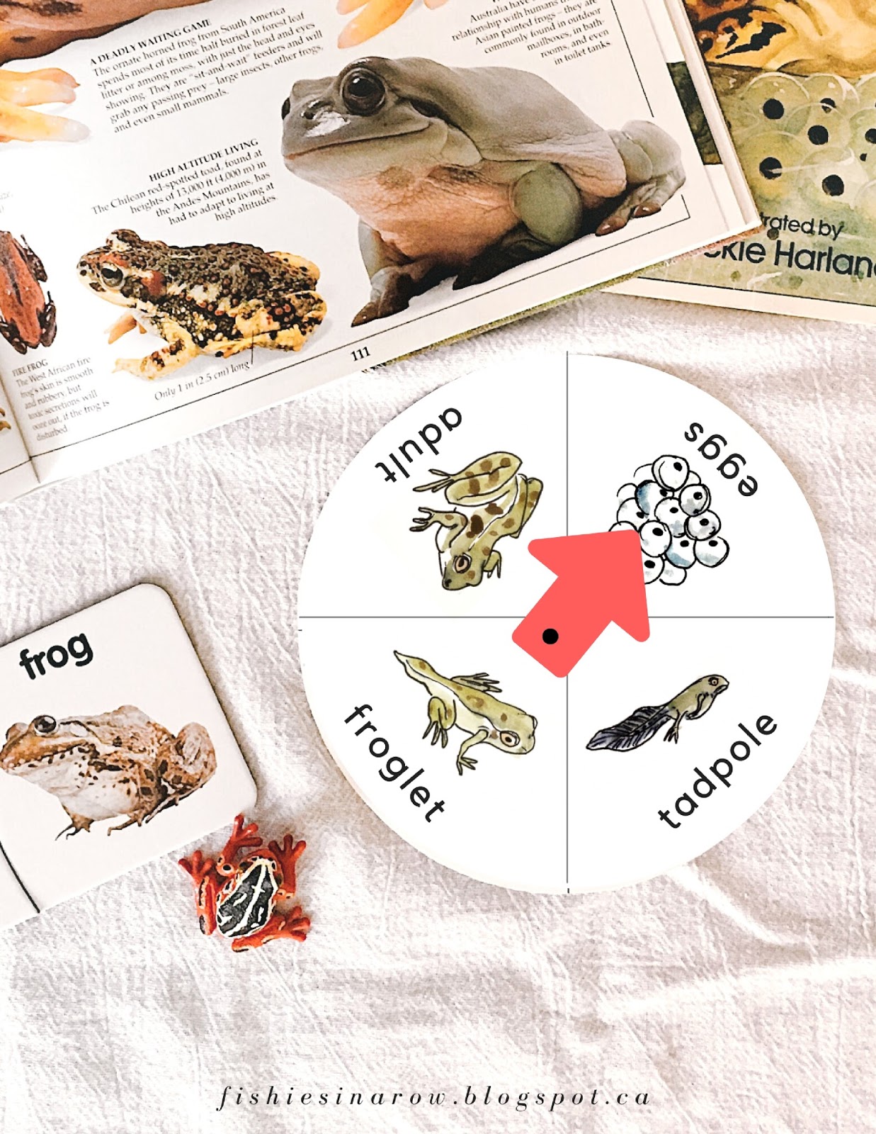 Frog life cycle wheel printable - questoklahoma