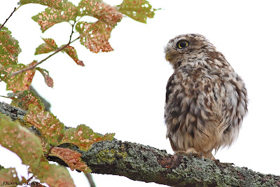 Pescador de aves: Mocho galego