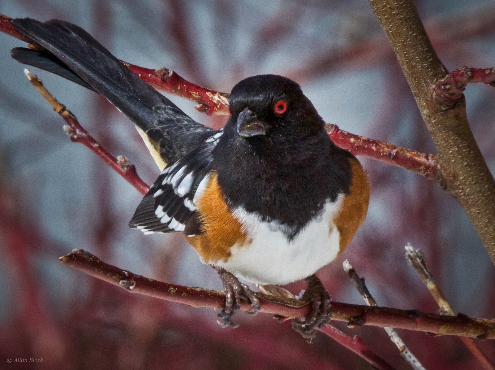 Feather Tailed Stories: Spotted Towhee