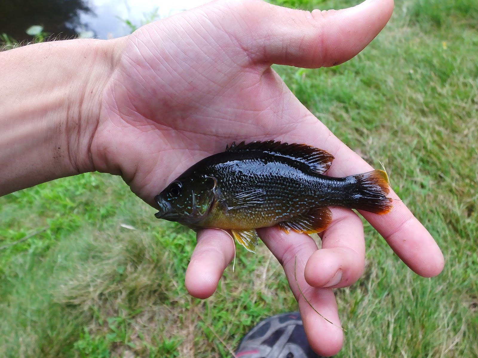 Connecticut Fly Angler: Identifying CT's Sunfishes