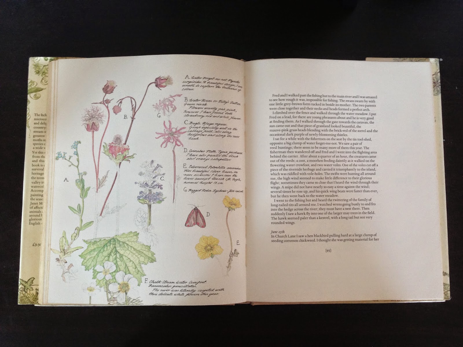 Janet Marsh's Nature Diary | Katherine Anne