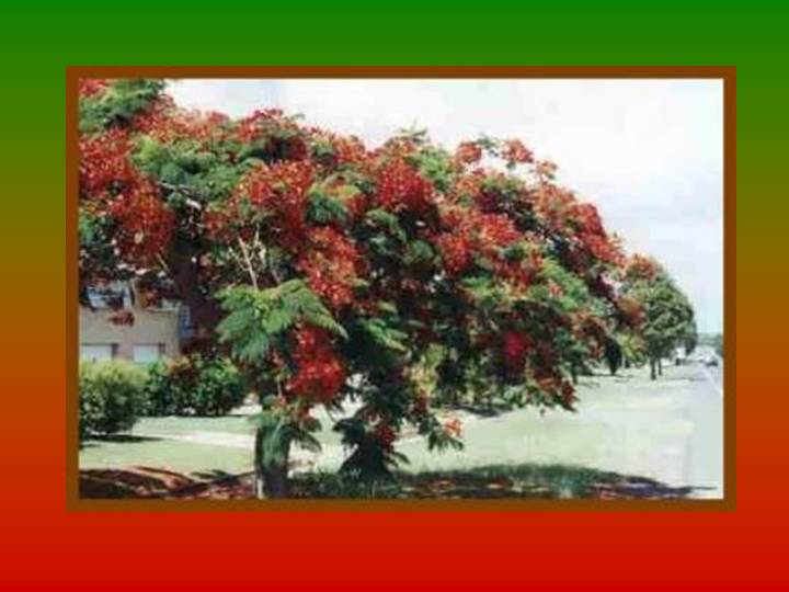 PLANTAS MÁGICAS: ¿QUE SON LOS HUAYRUROS?, (ABRO, SEMILLAS DE PEONÍA)