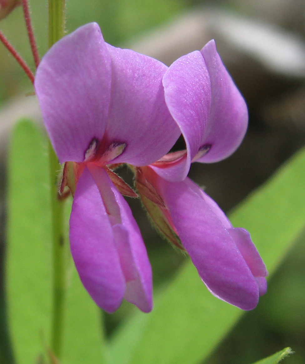 Tangled Web: Tricky Tick Trefoils, Flowering Fabaceae and Leafy Legumes