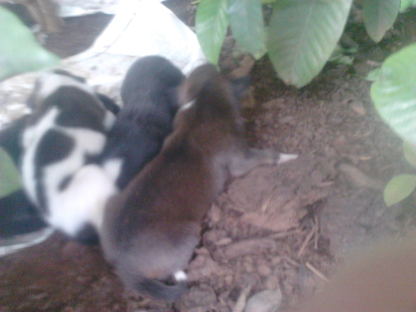 Garden Care Simplified: Fragrant Anant Gardenia Flowers for West and ...