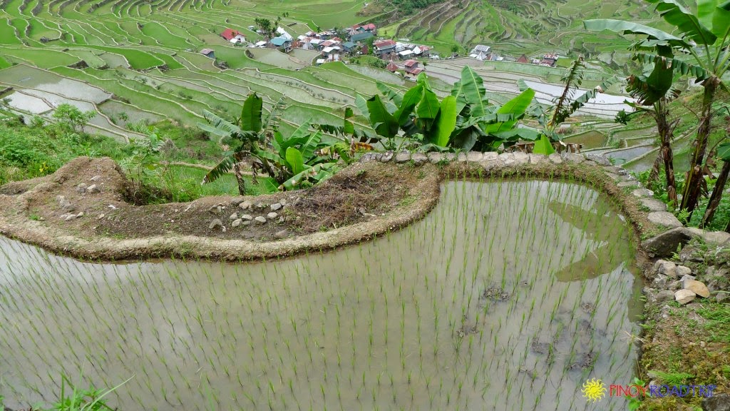 Pinoy Roadtrip: BANAUE: My Trek to the Batad Rice Terraces with Kids