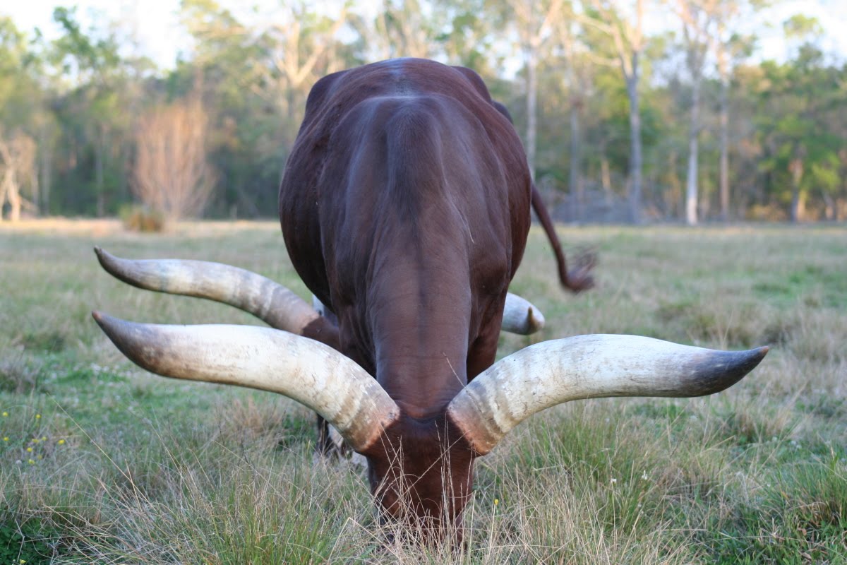 Brasil Notícias e Entretenimento: Ankole Watusi a raça de boi que ...