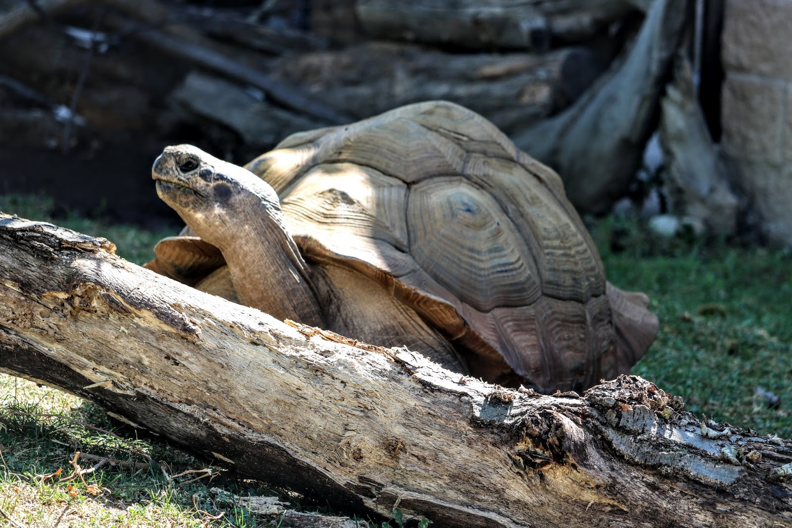 Large Turtles At The Akron Zoo