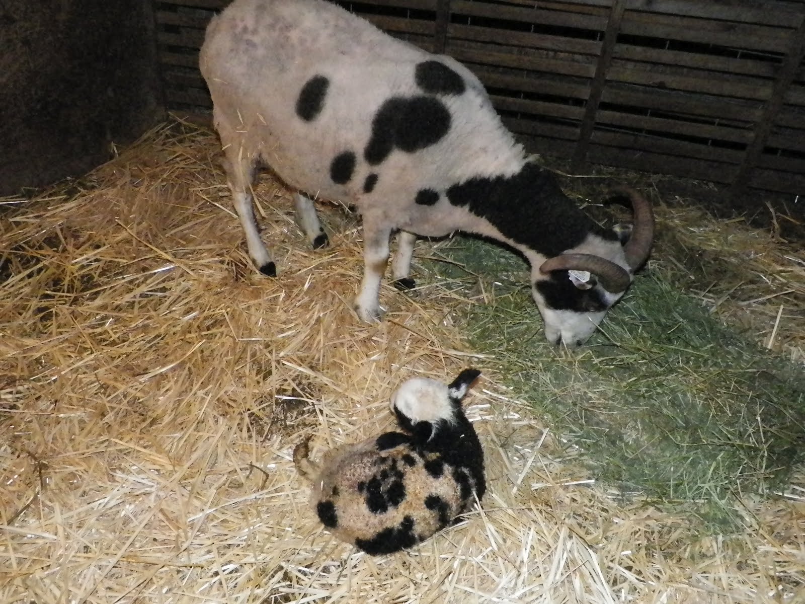 From Cedar Pond to Laughing Dove Farm : TeaTime Tuesday Postponed for ...