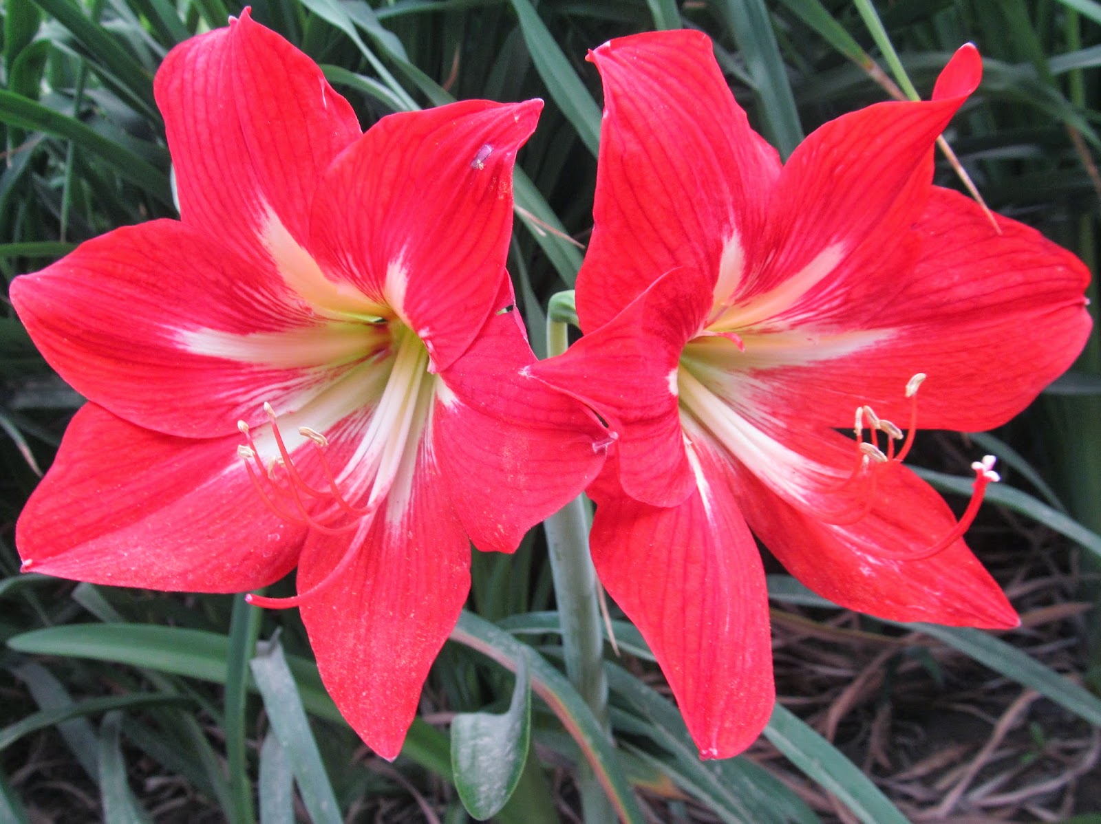 NATURAL & UNIQUE PHOTOGRAPHY: BARBADOS LILY OR EASTER LILY OR AMARYLLIS ...