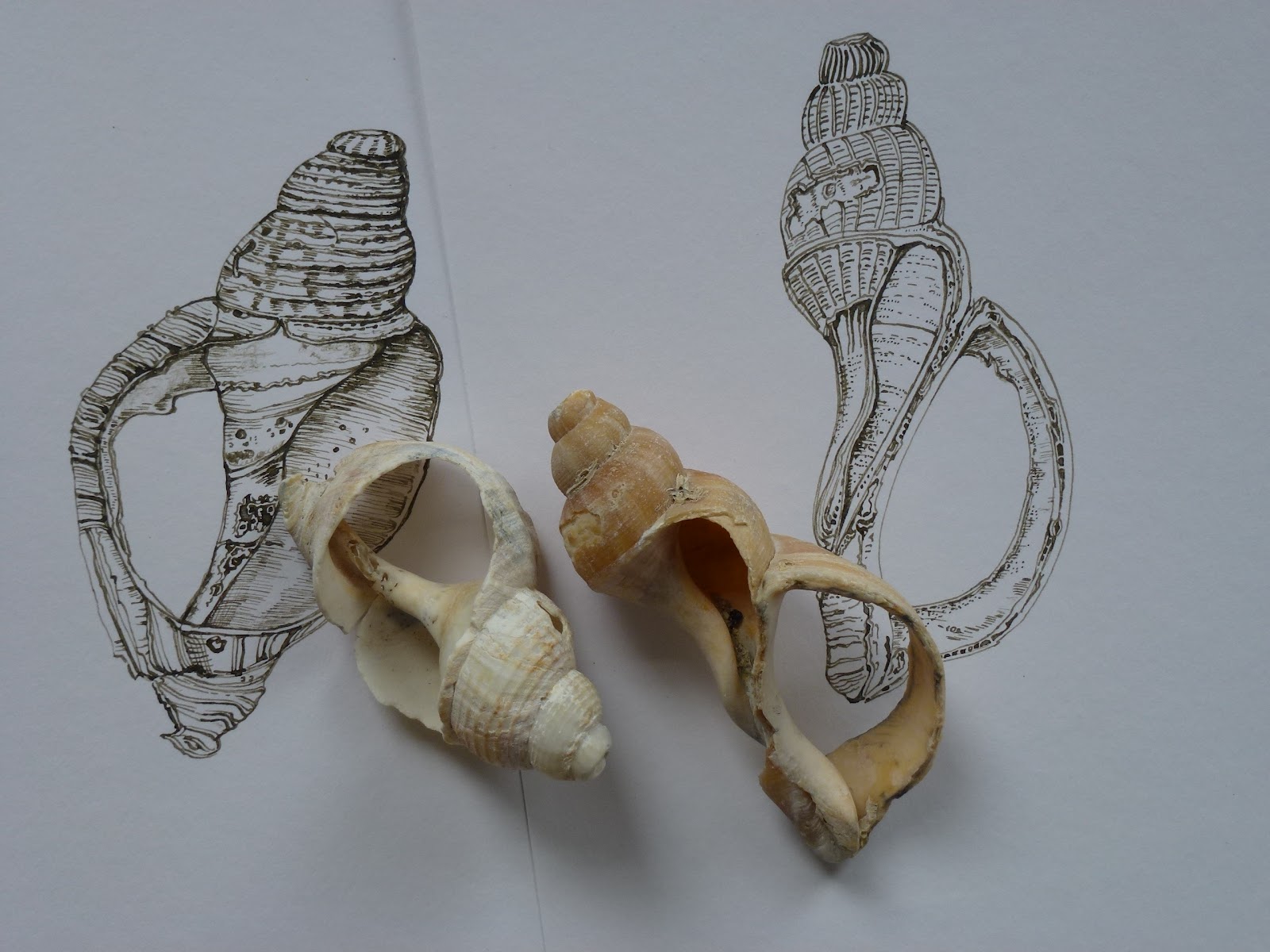 DRAWINGS FROM NATURE: Sand, Sea and Shells.