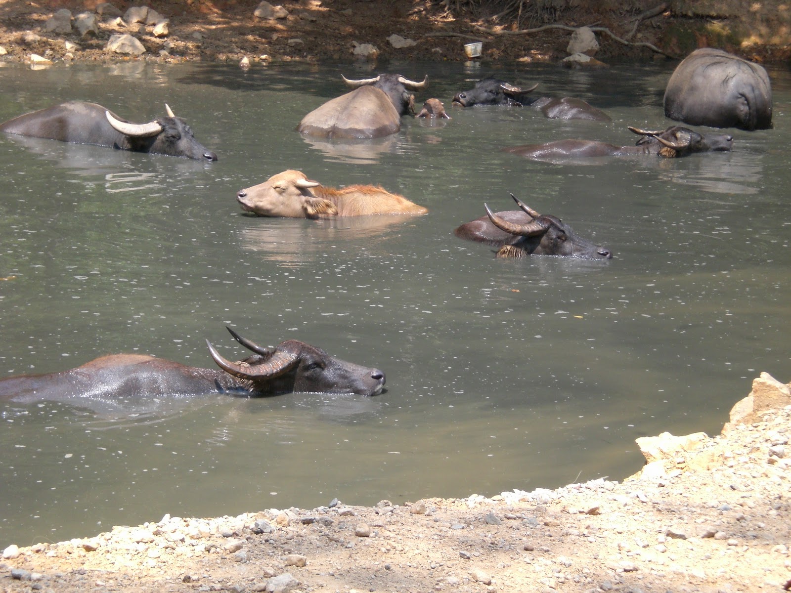 Travel NC With Kids: Lazy 5 Ranch in Mooresville, NC Offers a Ride ...