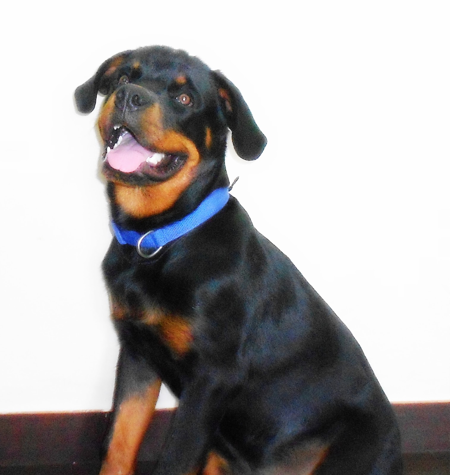 Leo - The Rottweiler: 6 Months Old Rottweiler Puppy Pics