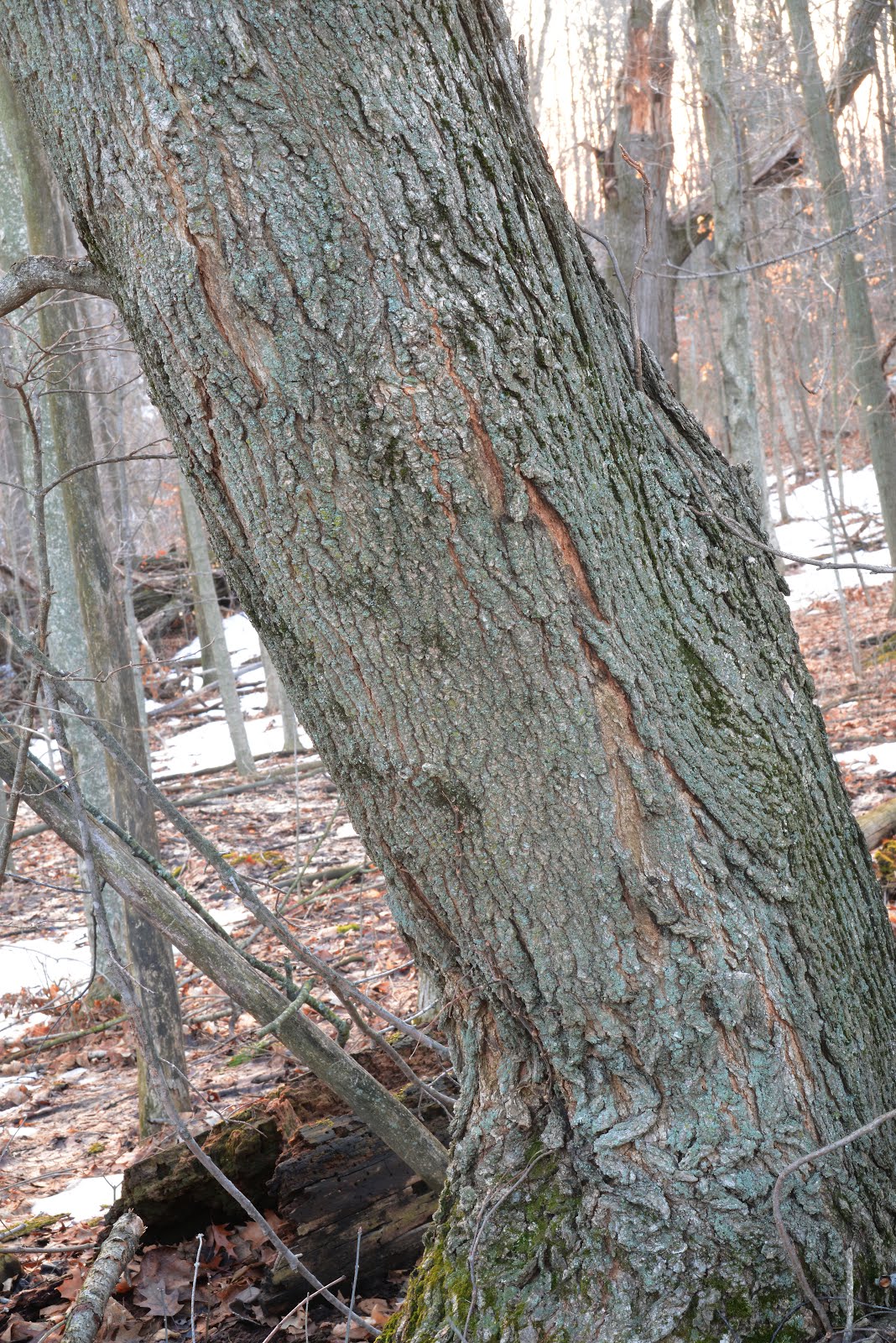 Indiana Plant A Day: Black Maple