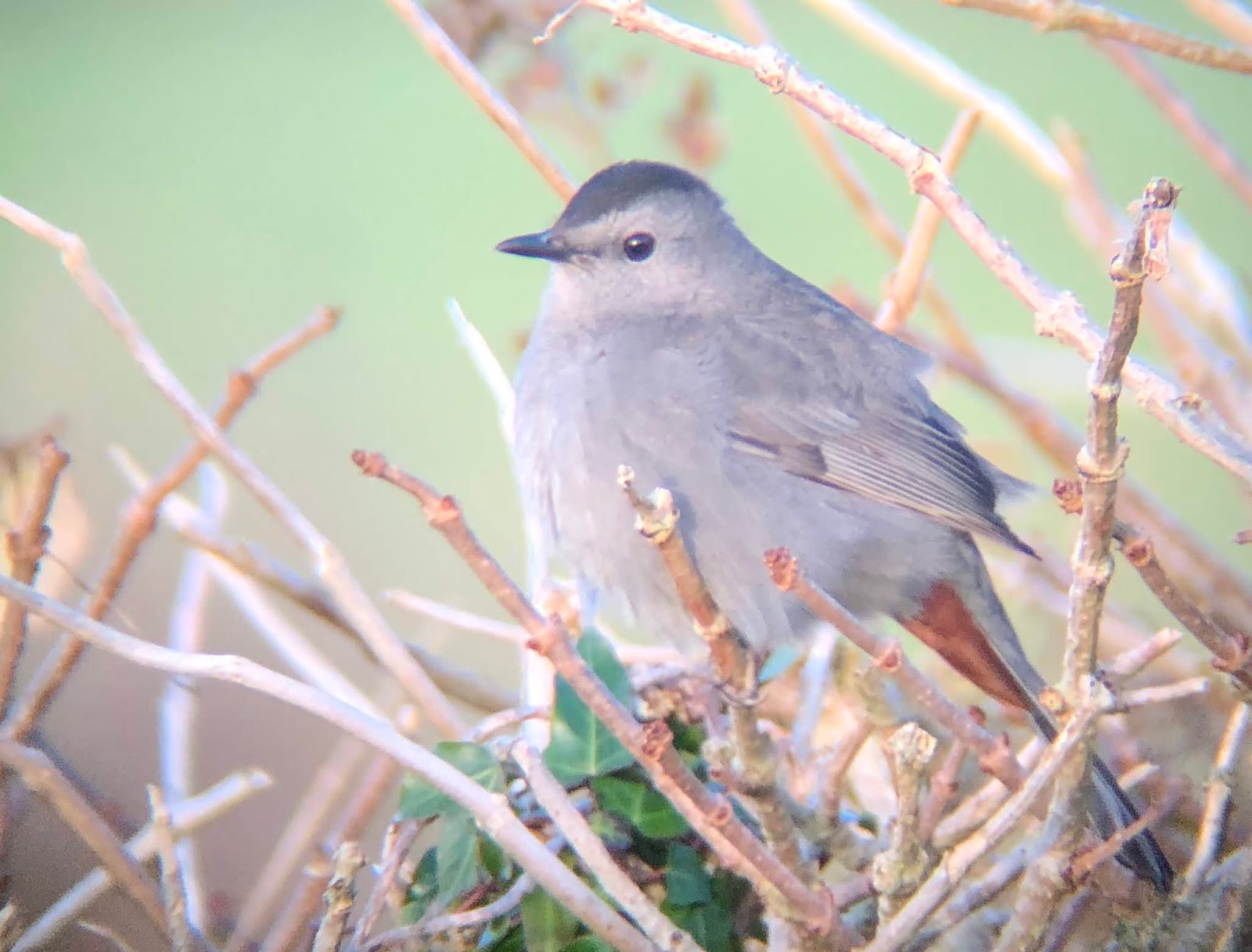 Austin's Birding Blog: 21/10/2018 Treeve Moor, Penzance, Cornwall Gray ...