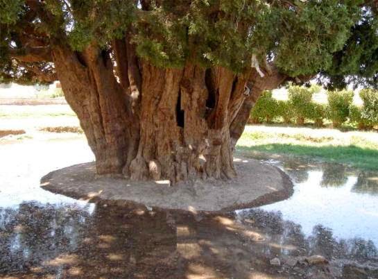 USC Cypress Trees Club: The Oldest Living Iranian: A tree????