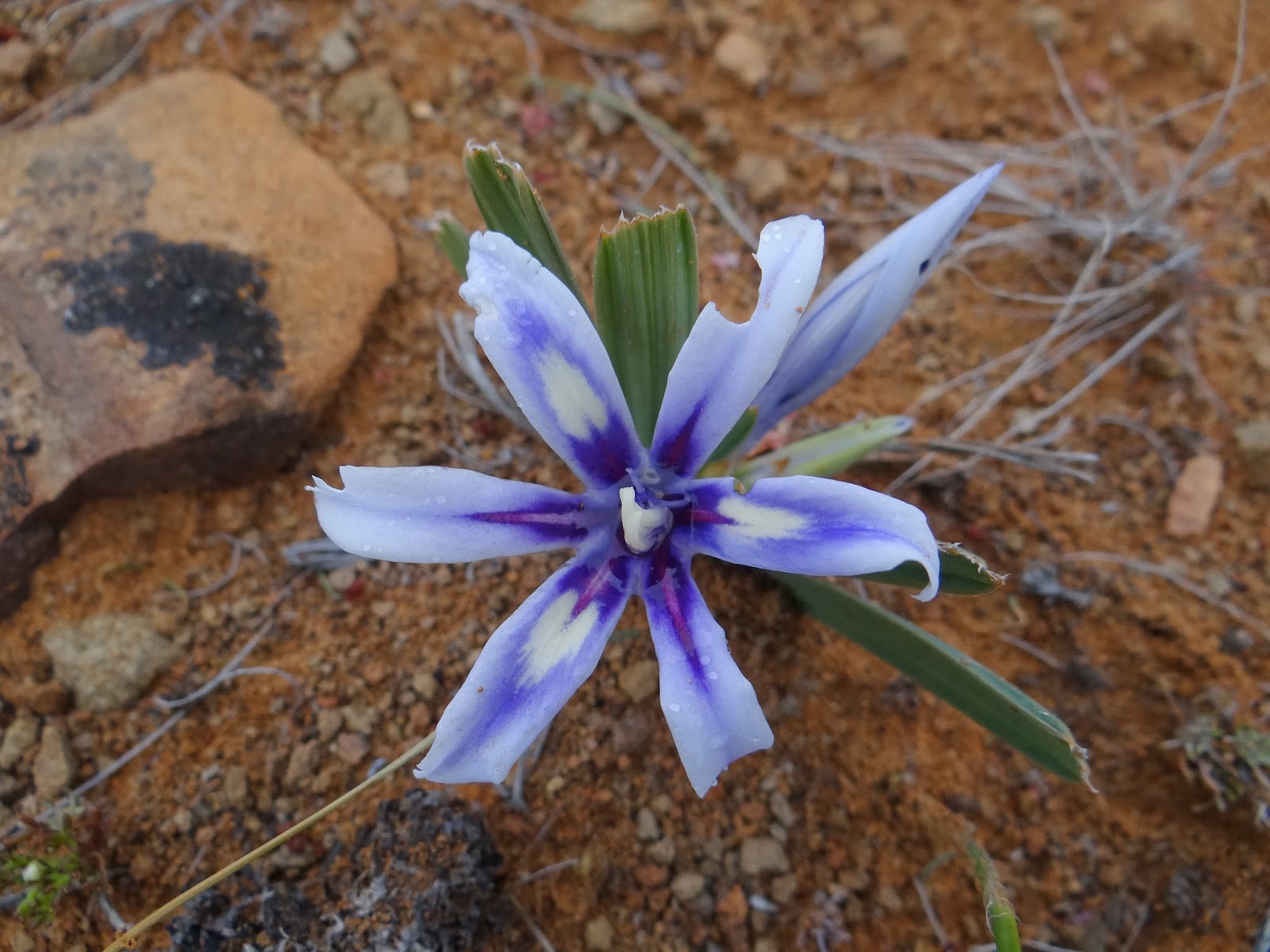 Caerulean Skies: October 2013