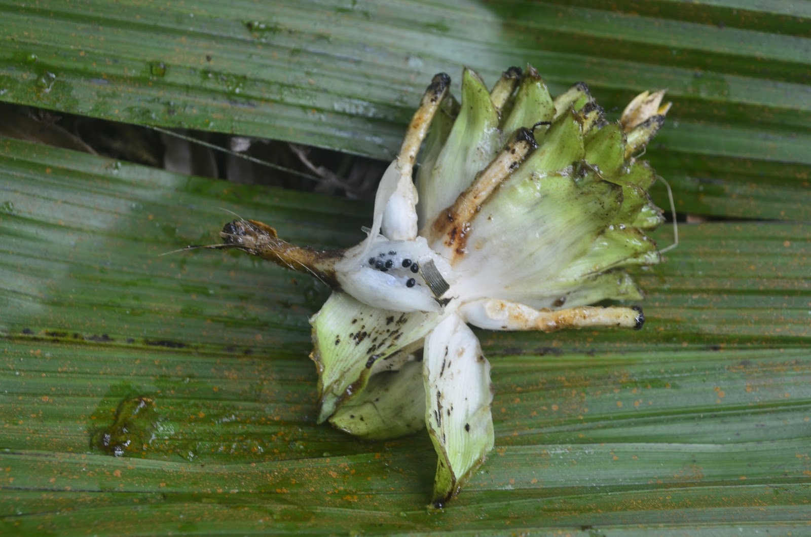 The Kambatik Park, Bintulu.: A natural herbal sweetener called "Lemba'