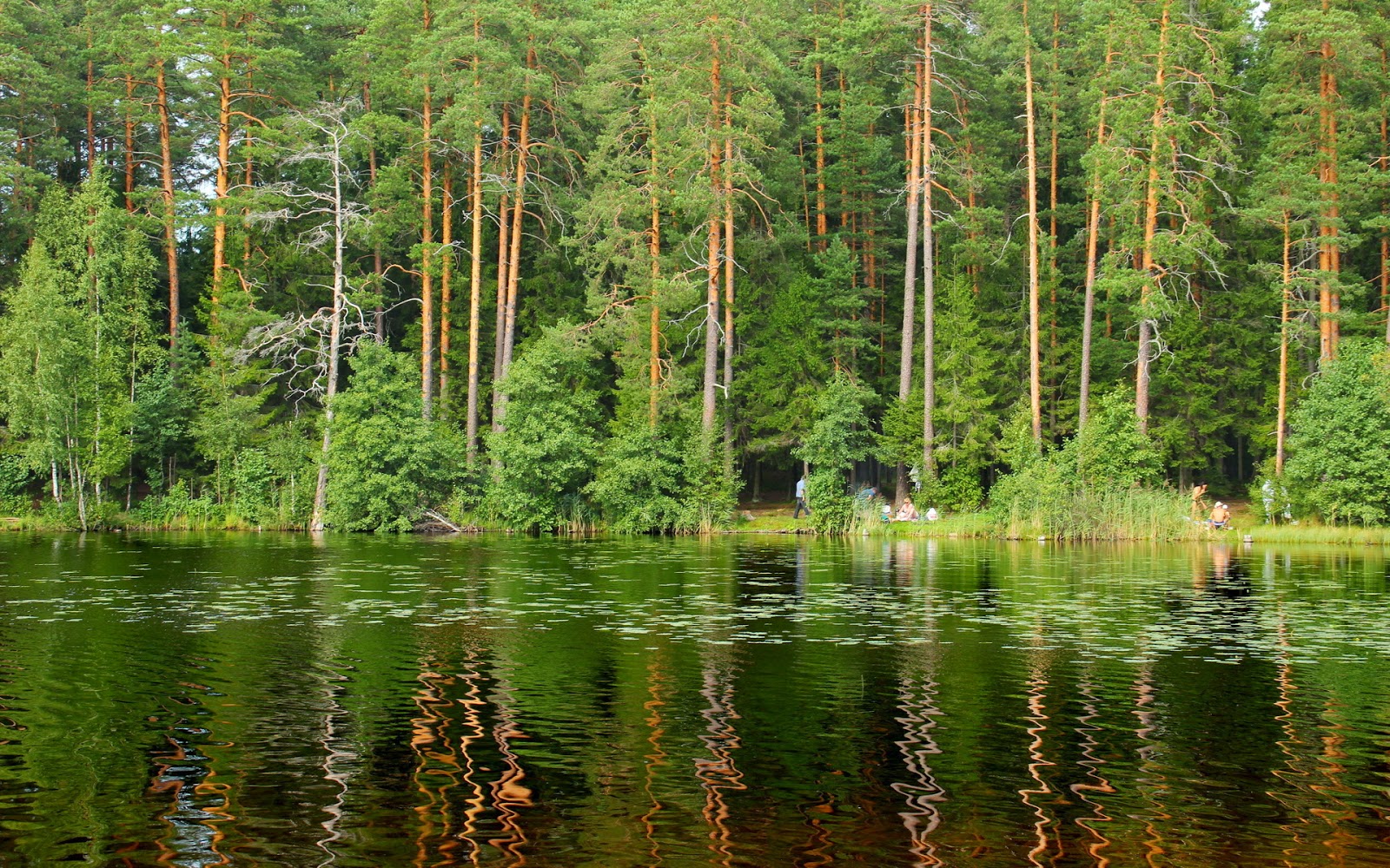 Bosque y lagos wallpapers