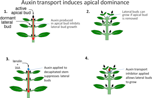Senior Biology: Plant Responses