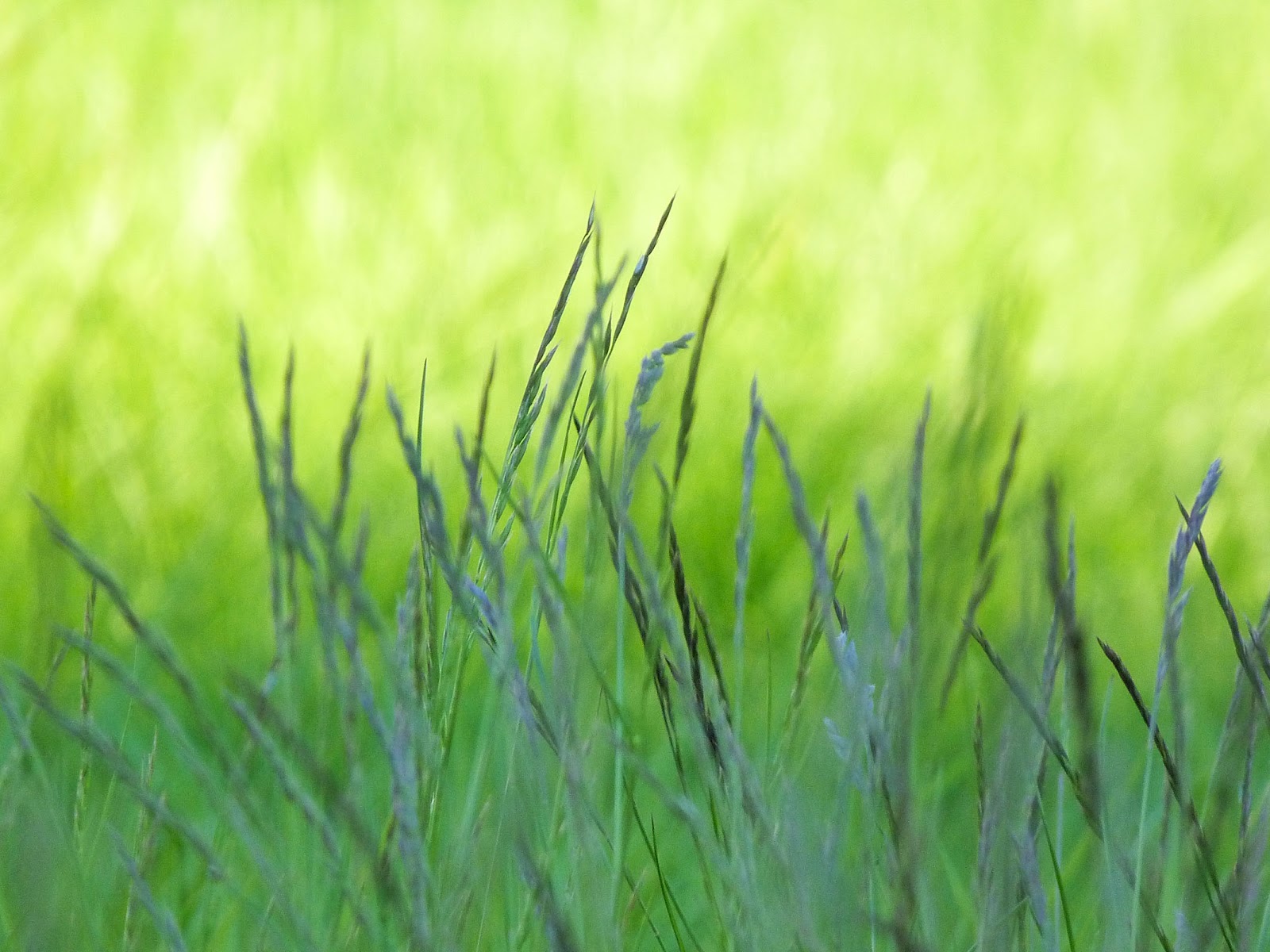 My Nature Photography: Grass Beauty