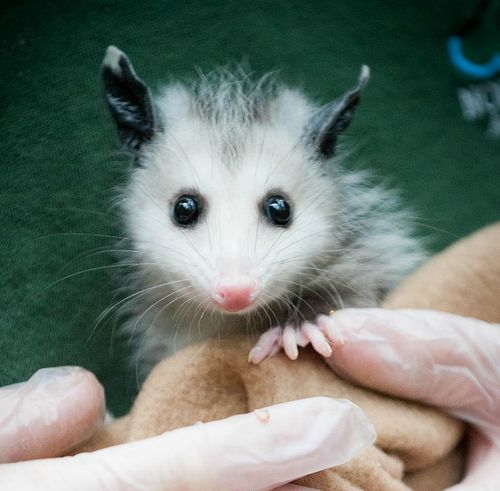 White Wolf : These 15 Photos Will Make You Fall In Love With Opossums