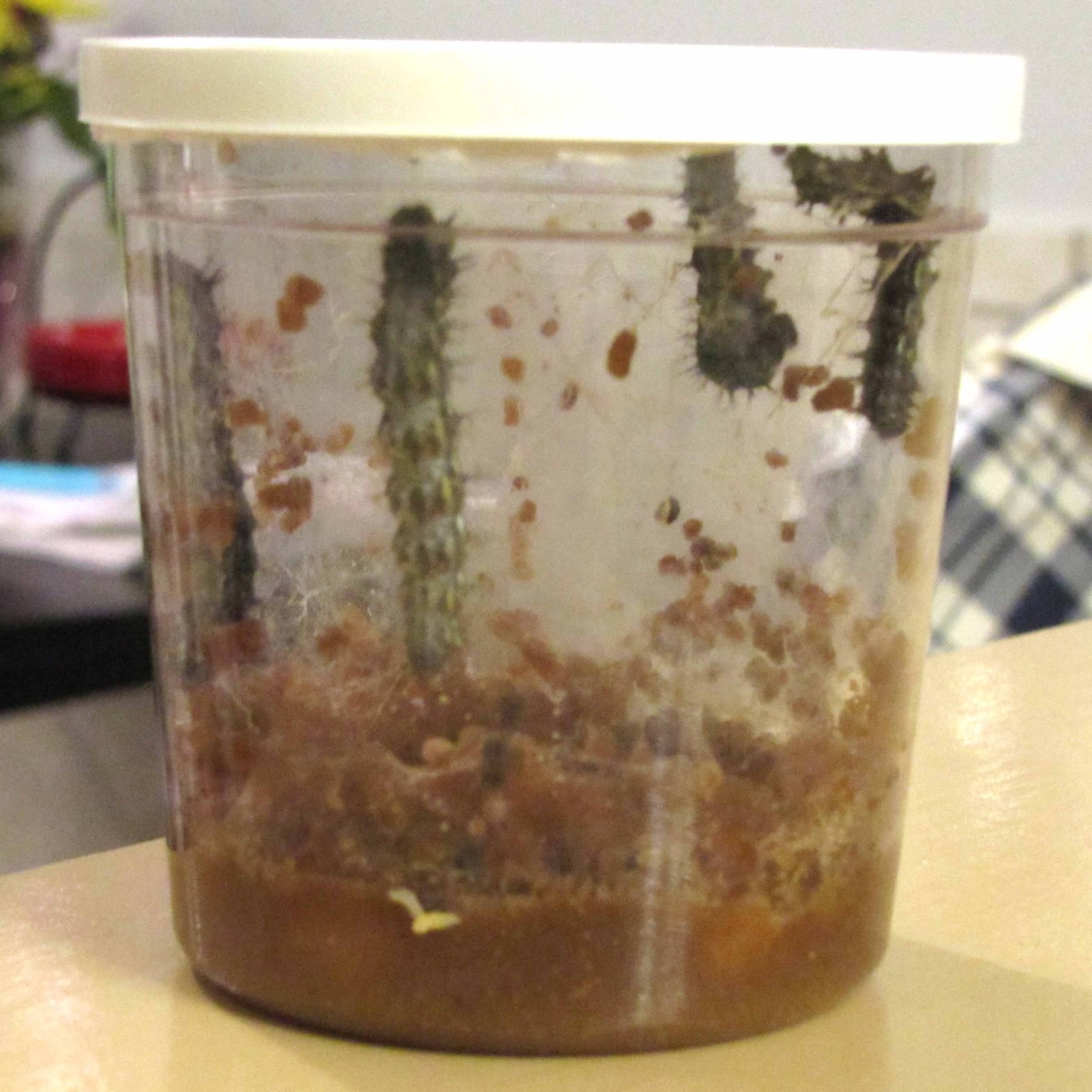 Experience the Lifecycle of a Butterfly with Insect Lore's Butterfly ...